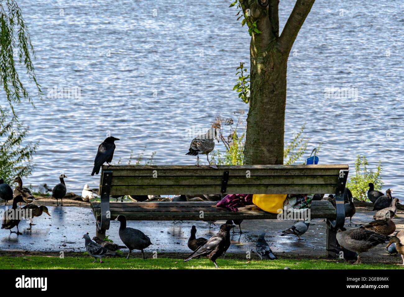 different birds on a park bench by the lake Stock Photo - Alamy