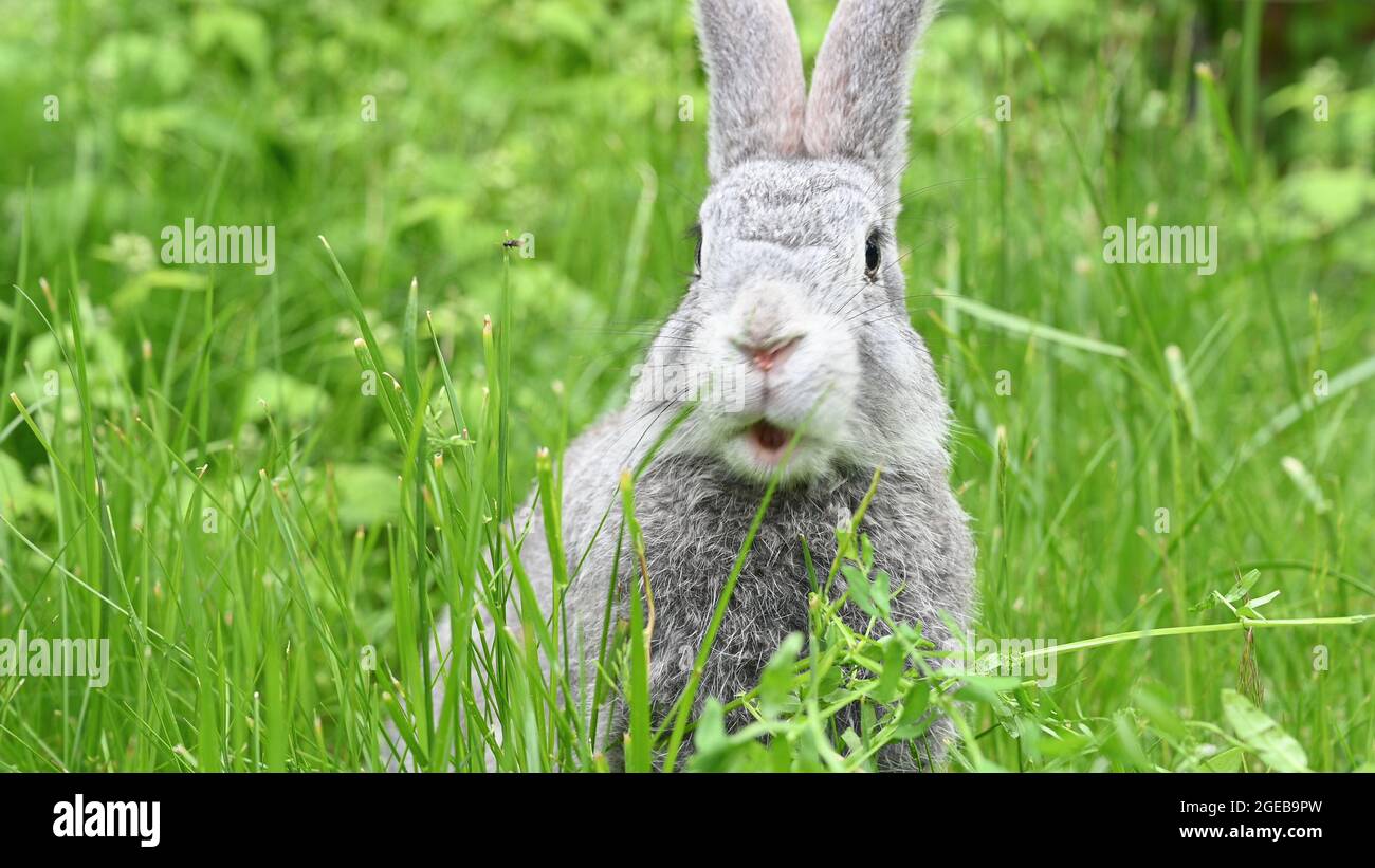 Rabbit uk lawn hi-res stock photography and images - Alamy