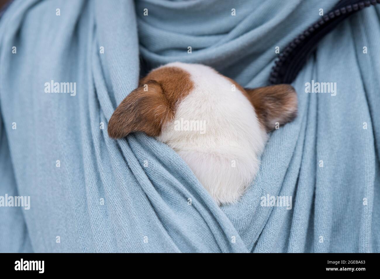 Jack Russel Terrier cute Puppy dog in human hands outside Stock Photo ...