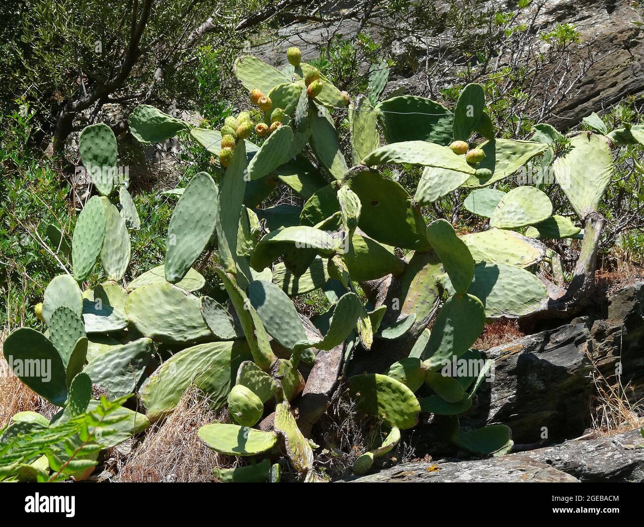 Spineless cactus hi-res stock photography and images - Alamy