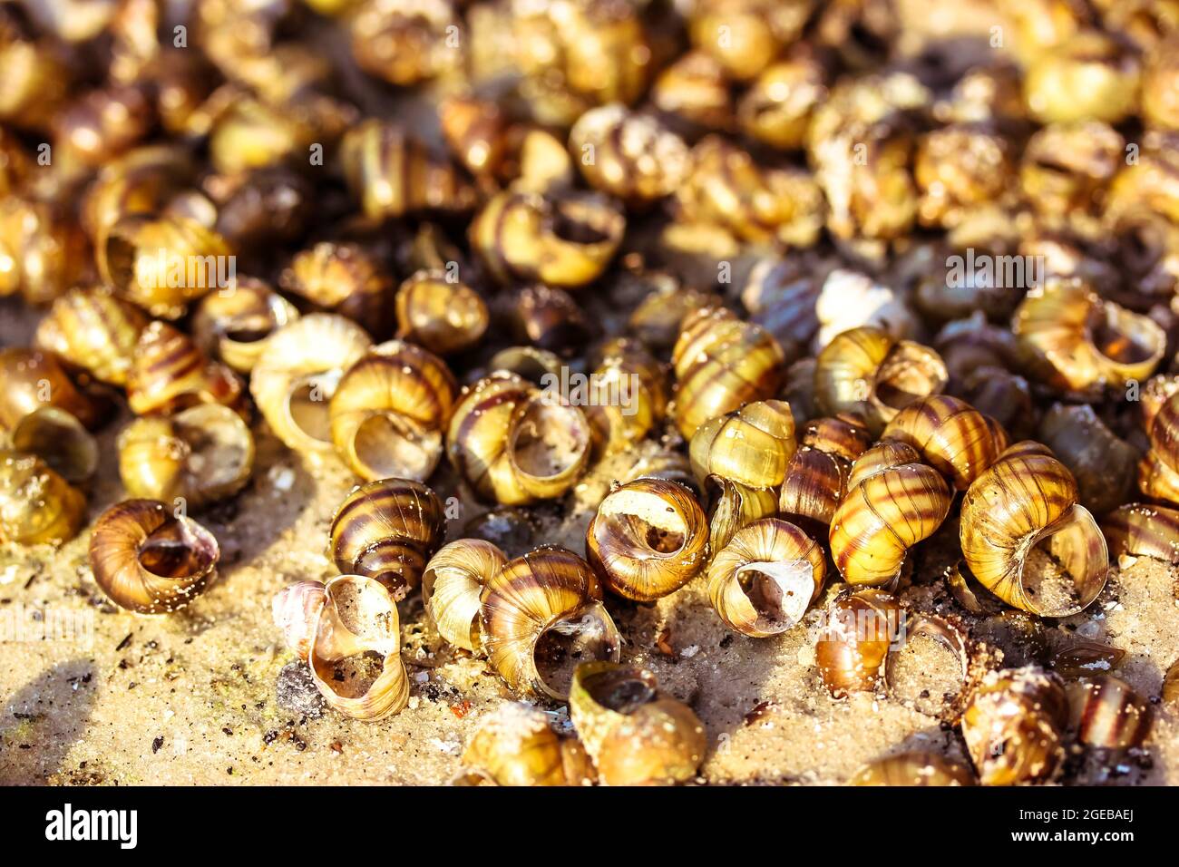 Background with dead snail shells on a sandy seashore, riverbank in ...