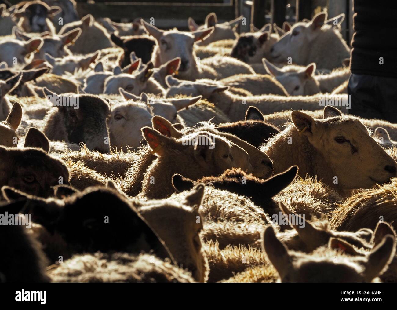 Counting sheep - contrast & backlight create chiaroscuro effect on ...