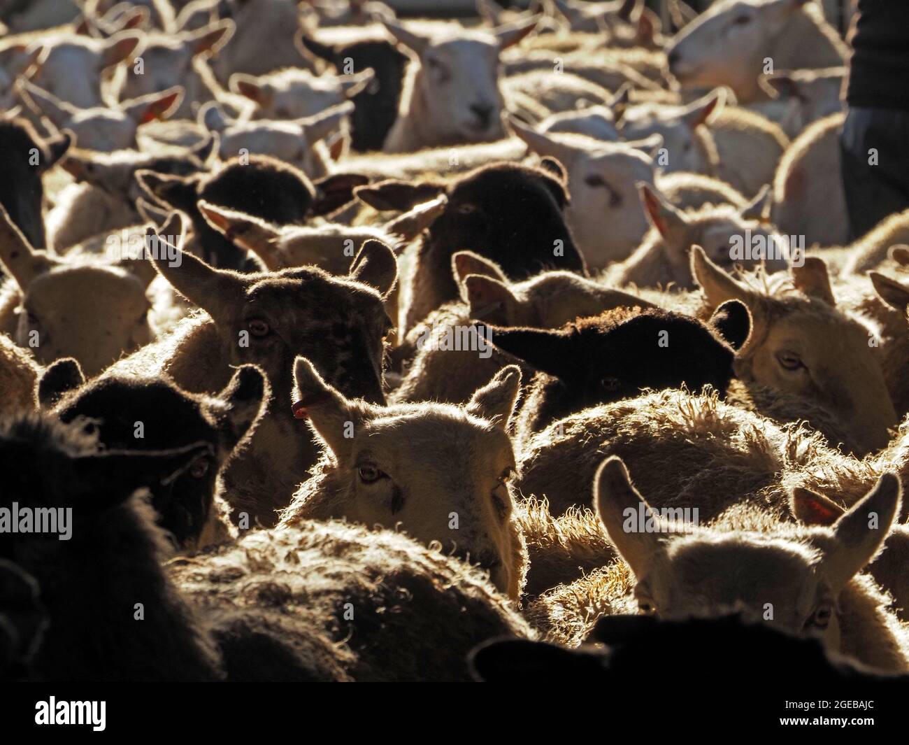 Counting sheep - contrast & backlight create chiaroscuro effect on ...