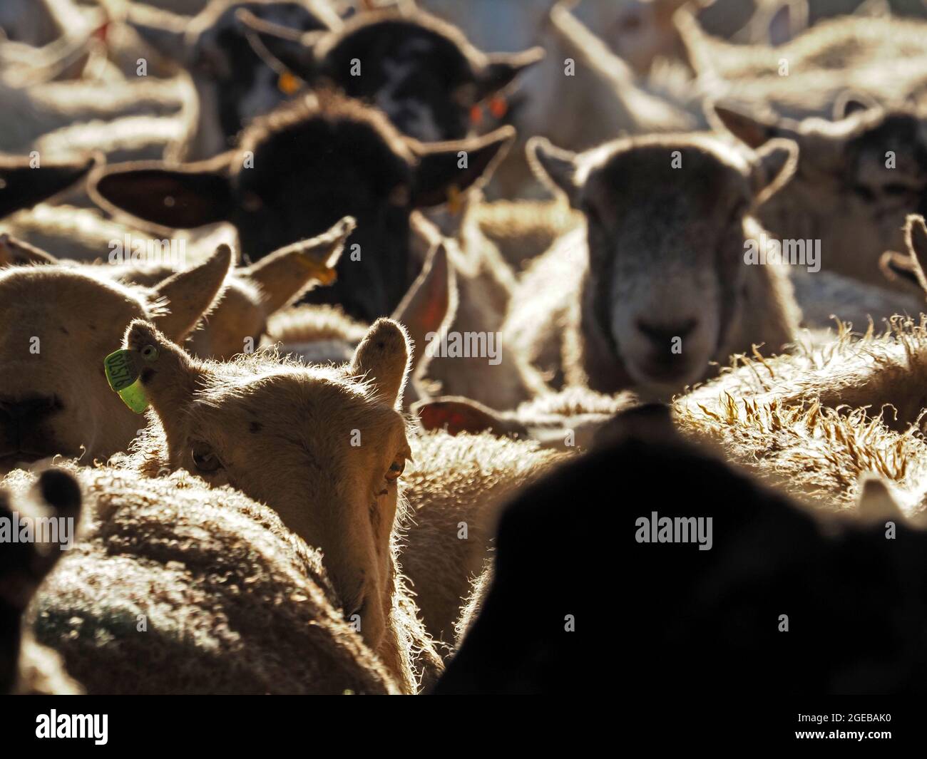 Counting sheep - contrast & backlight create chiaroscuro effect on ...