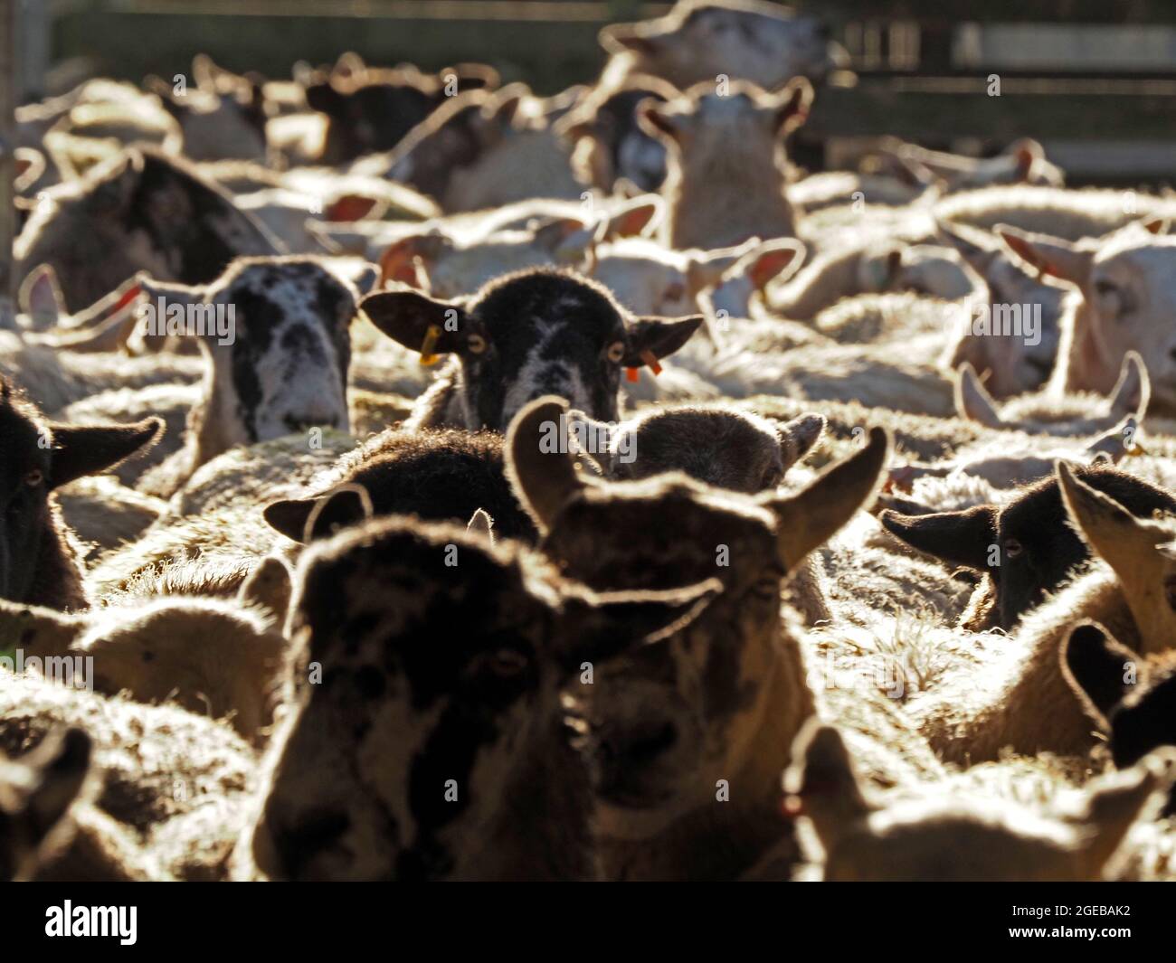 Counting sheep - contrast & backlight create chiaroscuro effect on ...