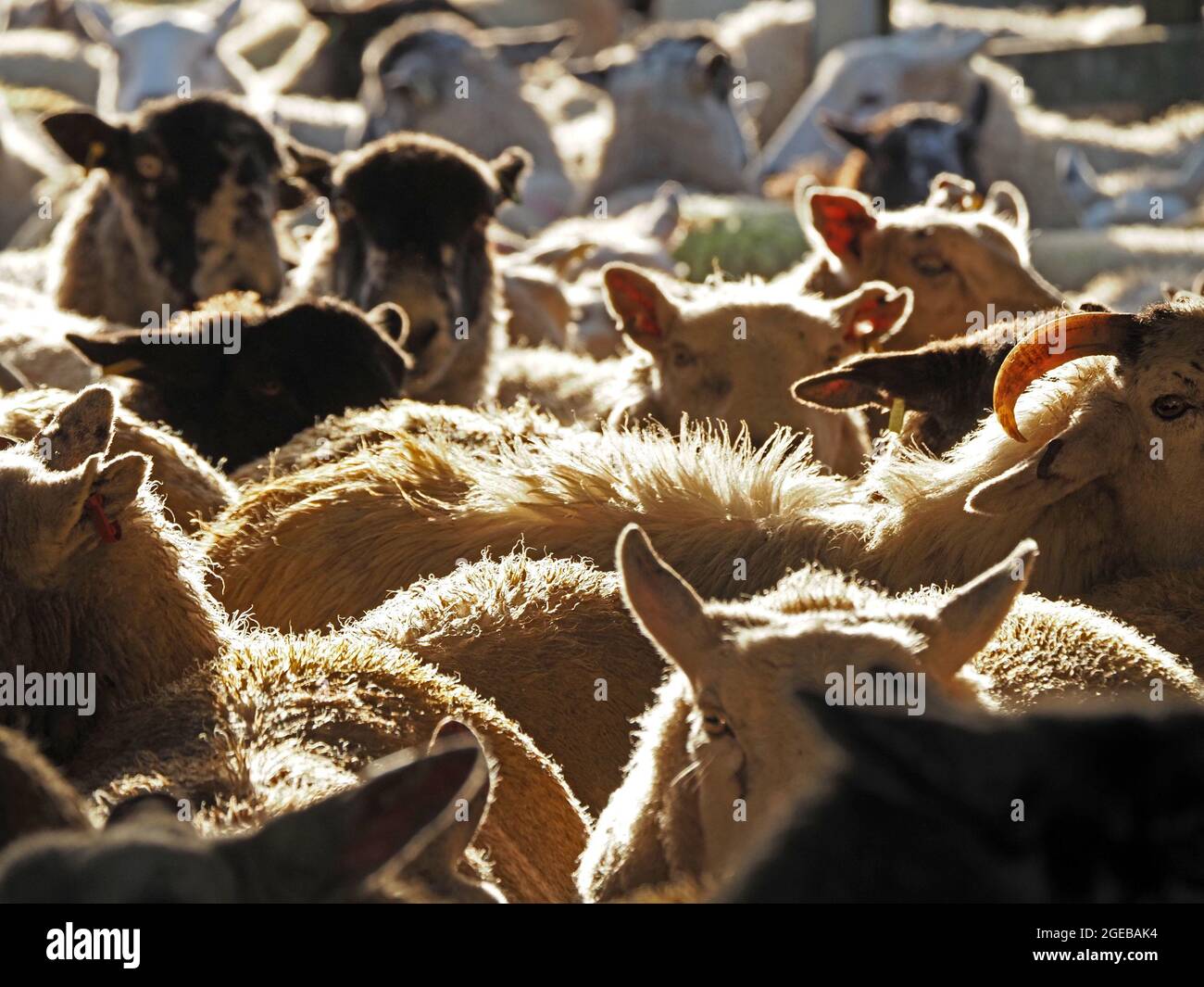 Counting sheep - contrast & backlight create chiaroscuro effect on ...