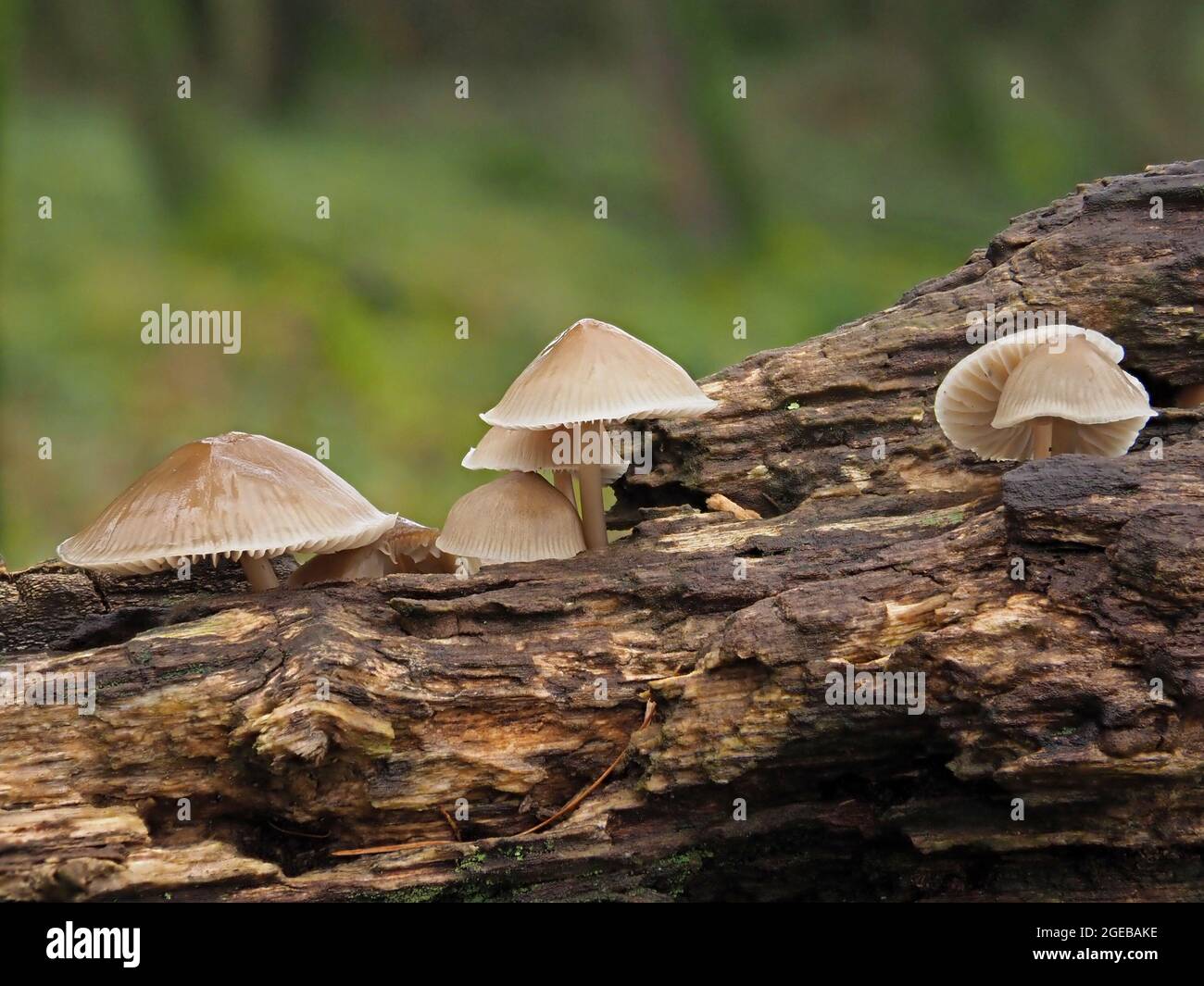 glossy beige caps of fungus growing wild & decomposing rotting wood of ...