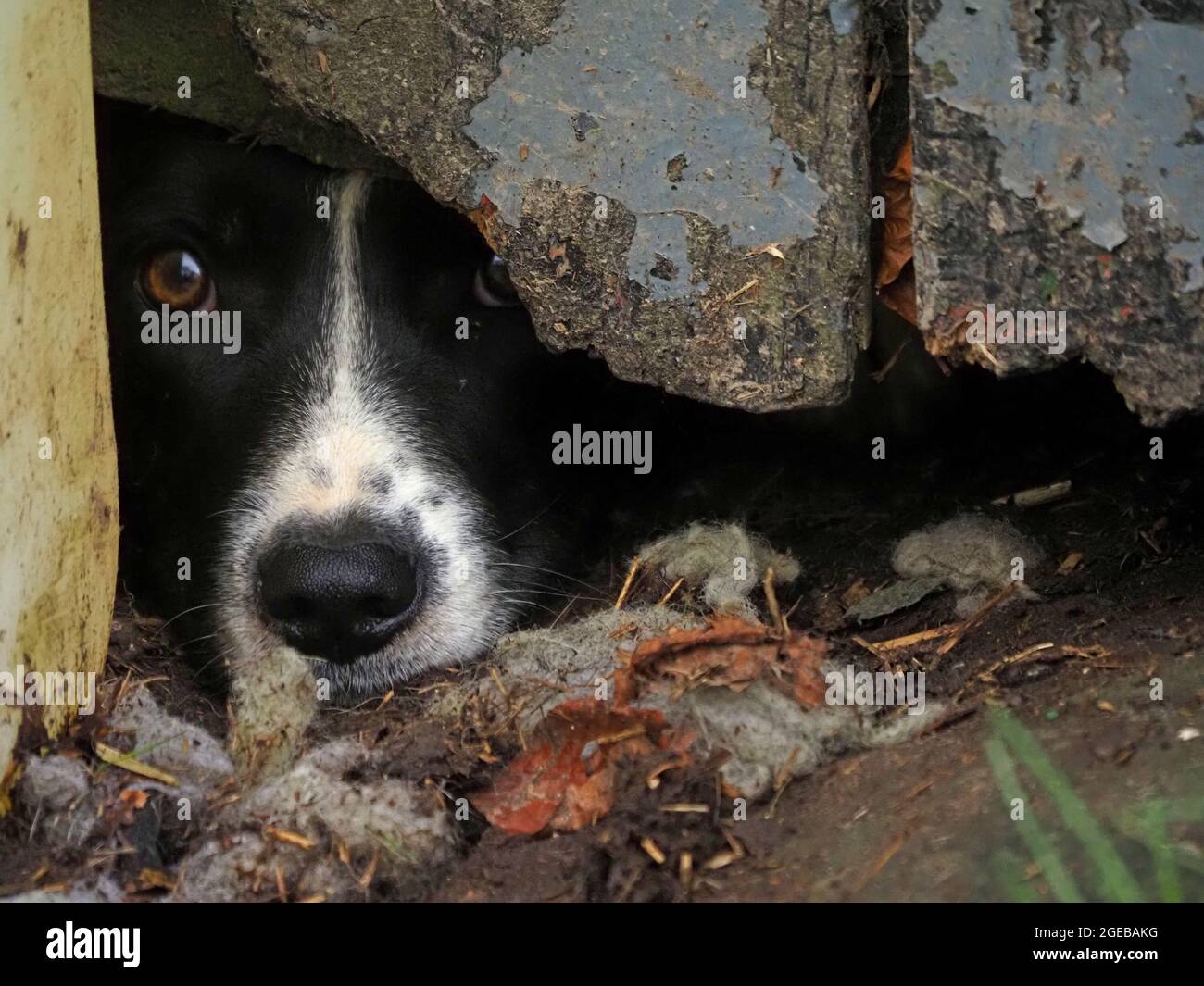 Pleading expression hi-res stock photography and images - Alamy