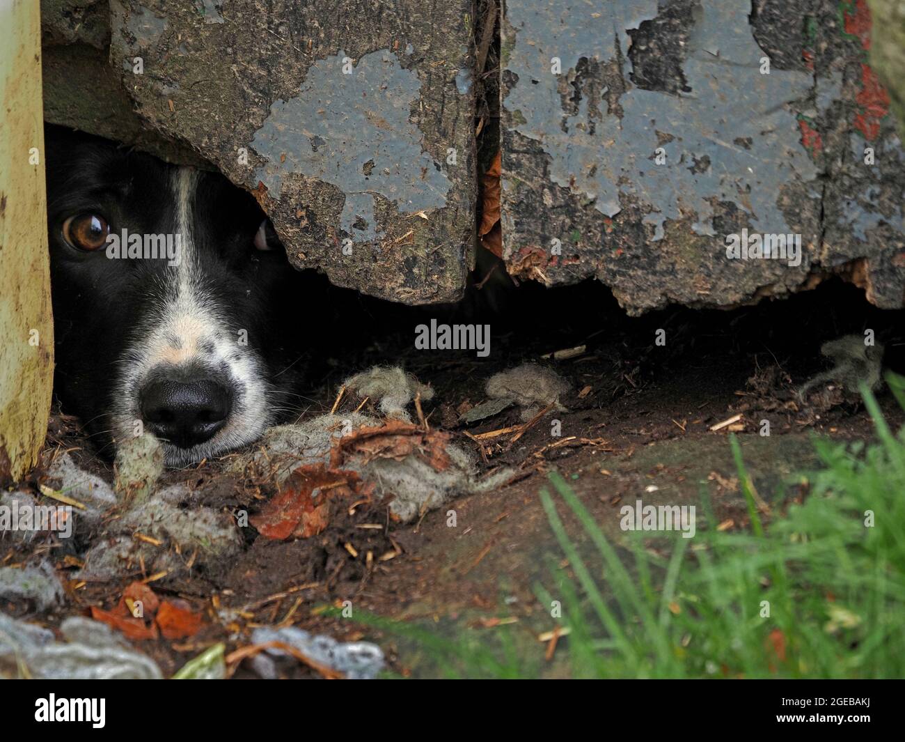 Pleading expression hi-res stock photography and images - Alamy