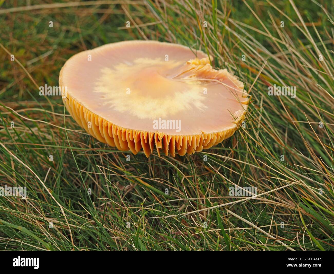Upturned Cap High Resolution Stock Photography and Images - Alamy