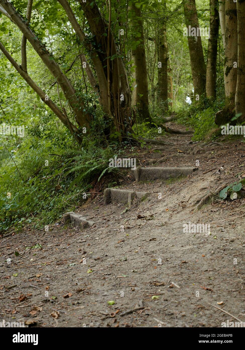three steps leading up a path in the forest Stock Photo - Alamy