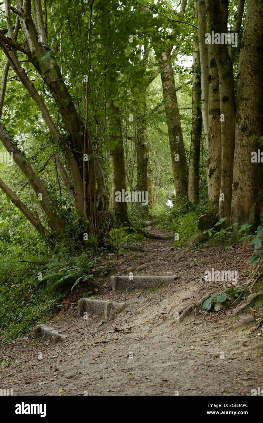 three steps leading up a path in the forest Stock Photo - Alamy