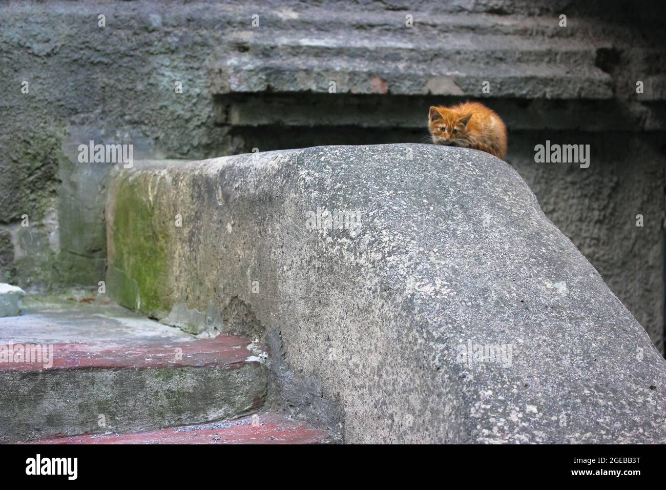 Poorly cat hi-res stock photography and images - Alamy