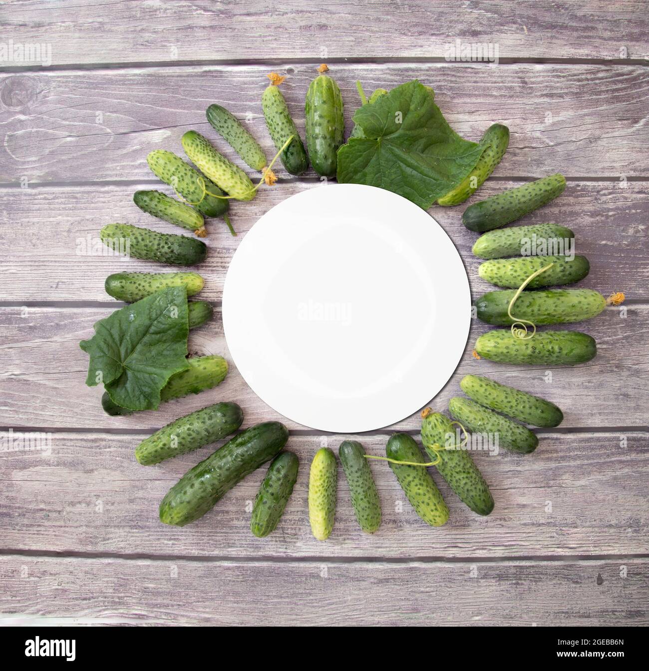 Background of cucumbers. Fresh cucumbers lie around a round white leaf ...