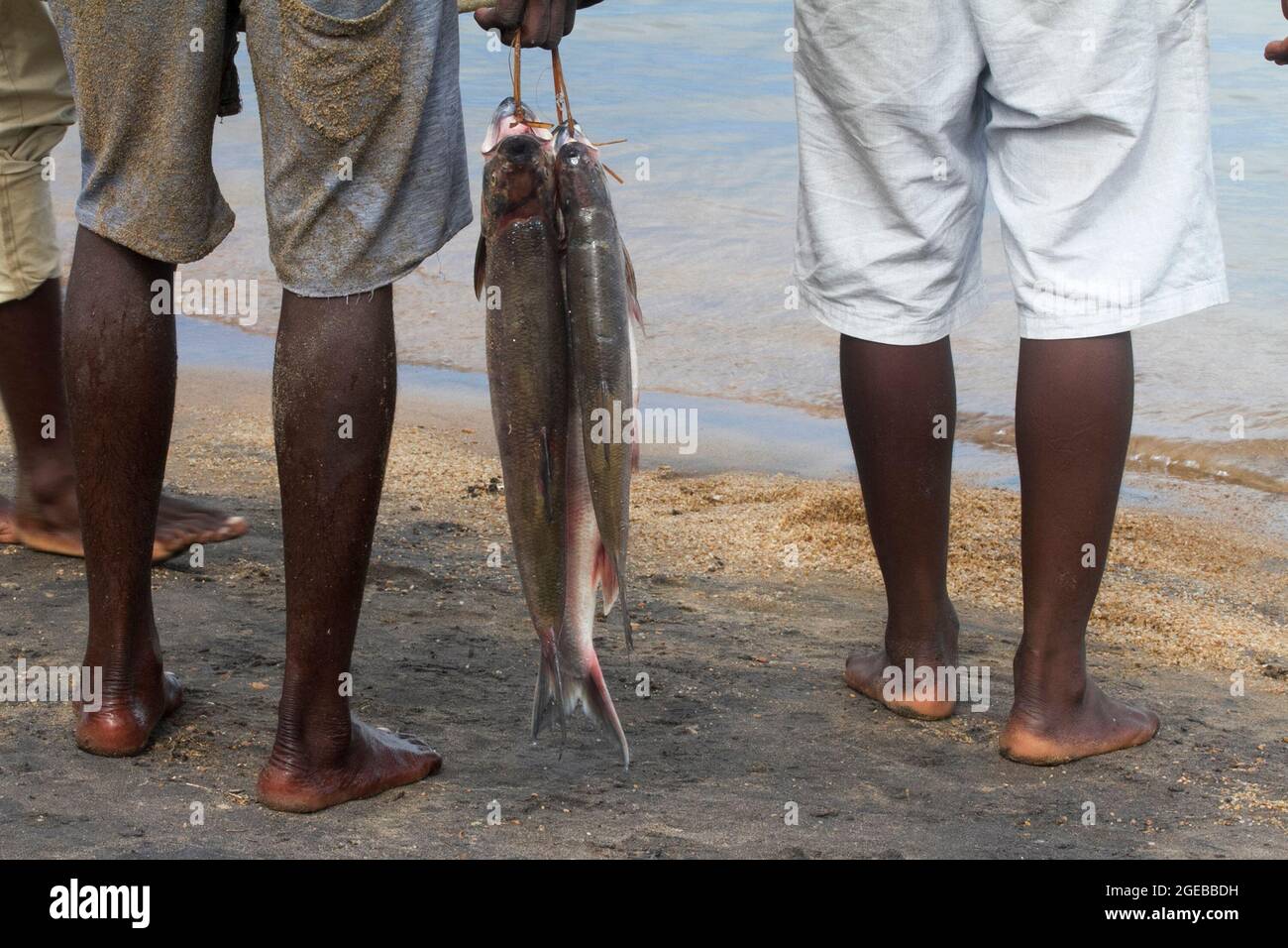 Fish at Senga Bay on the shores of Lake Malawi. The fish are sold and ...