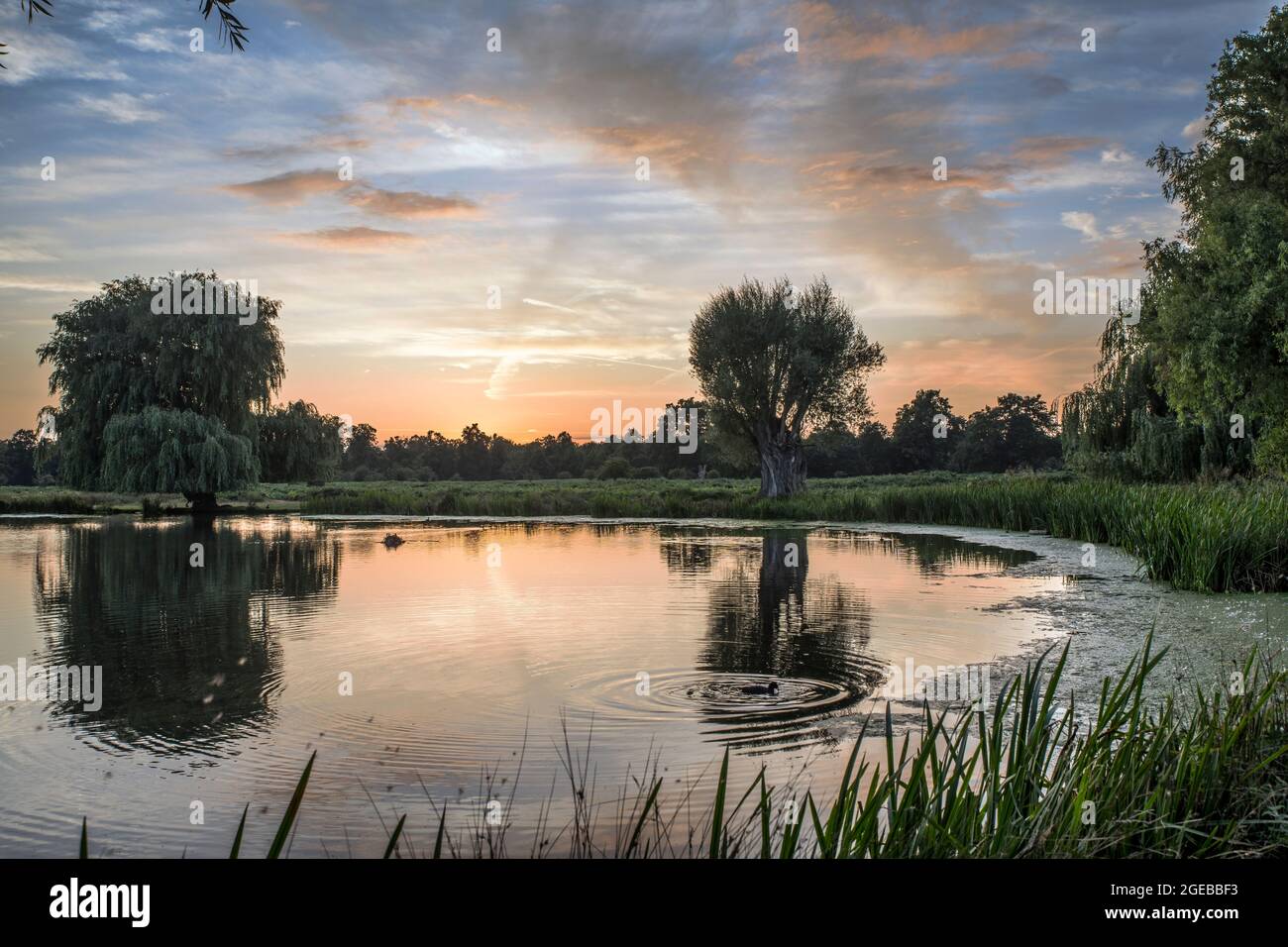 Sun setting over ponds at Bushy Park in Surrey Stock Photo - Alamy