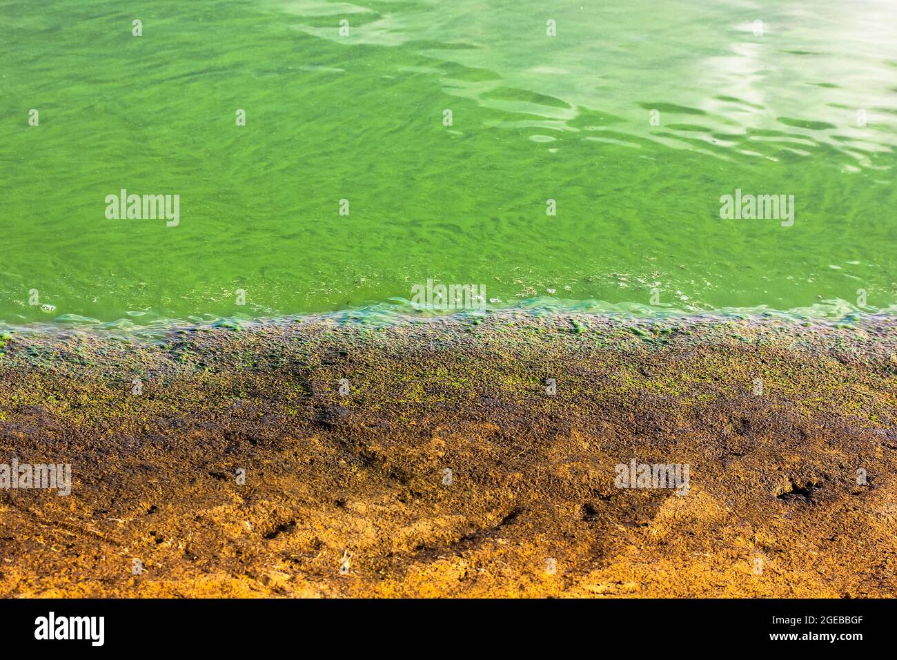 Phytoplankton pollution hi-res stock photography and images - Alamy