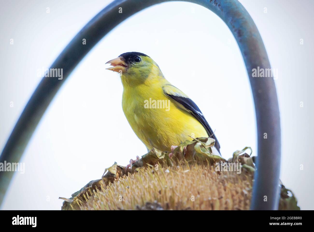 A male American Gold Finch perches on sunflower head while feeding on ...