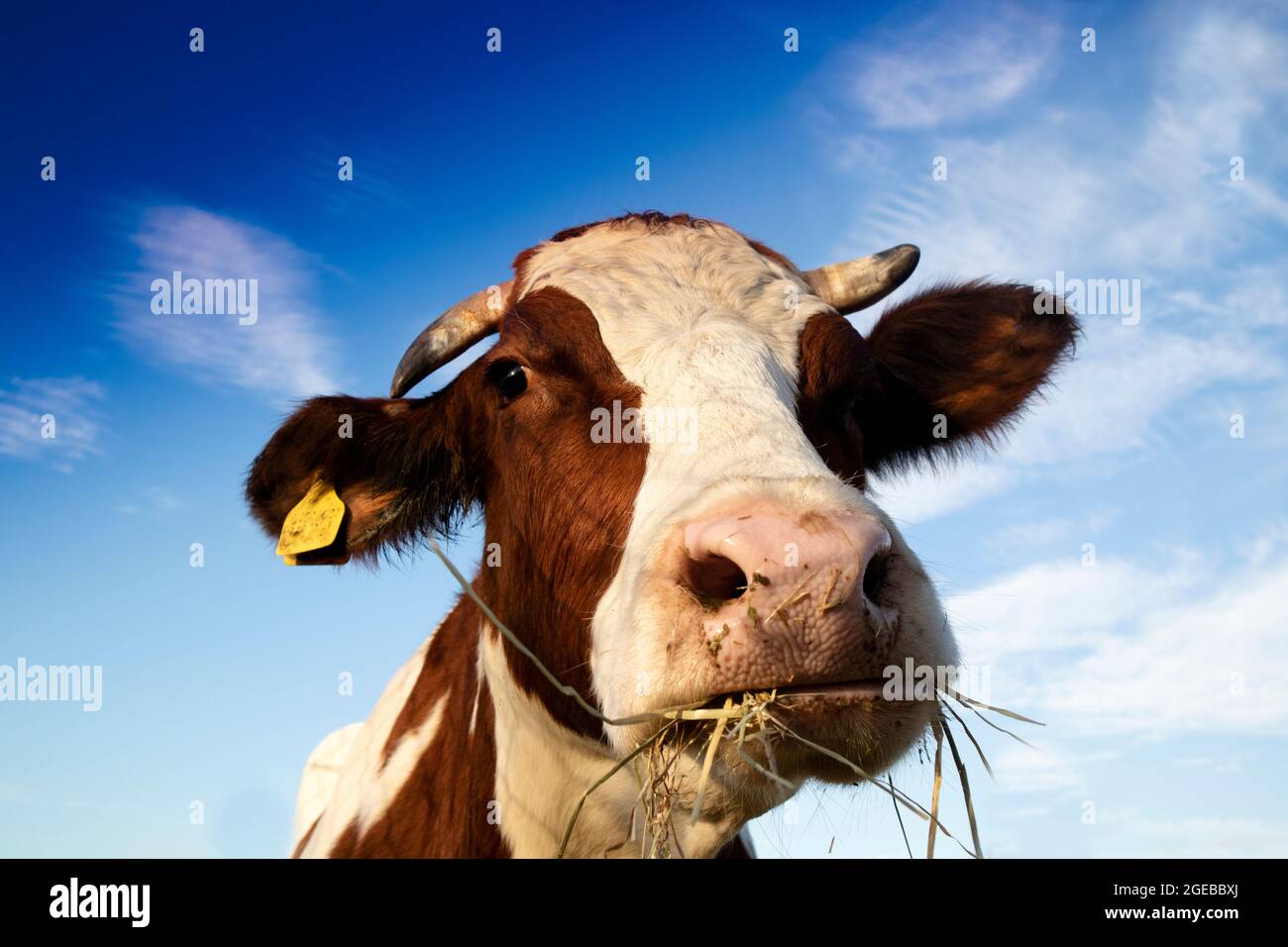 Hay shoot hi-res stock photography and images - Alamy