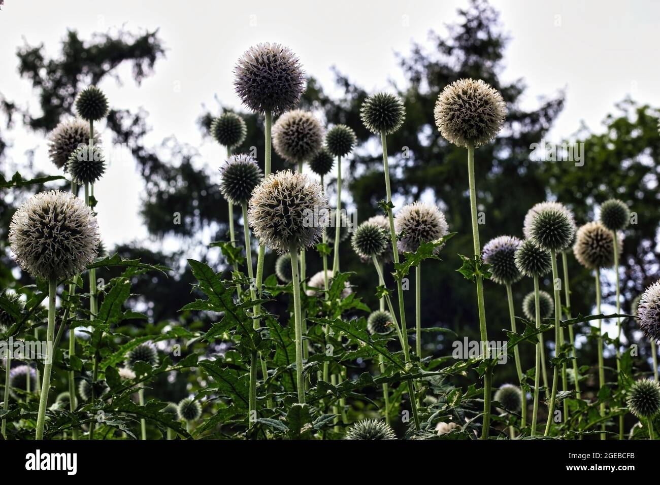 Bunch of round circular shape Echinops spaerocephalus blooming plants ...