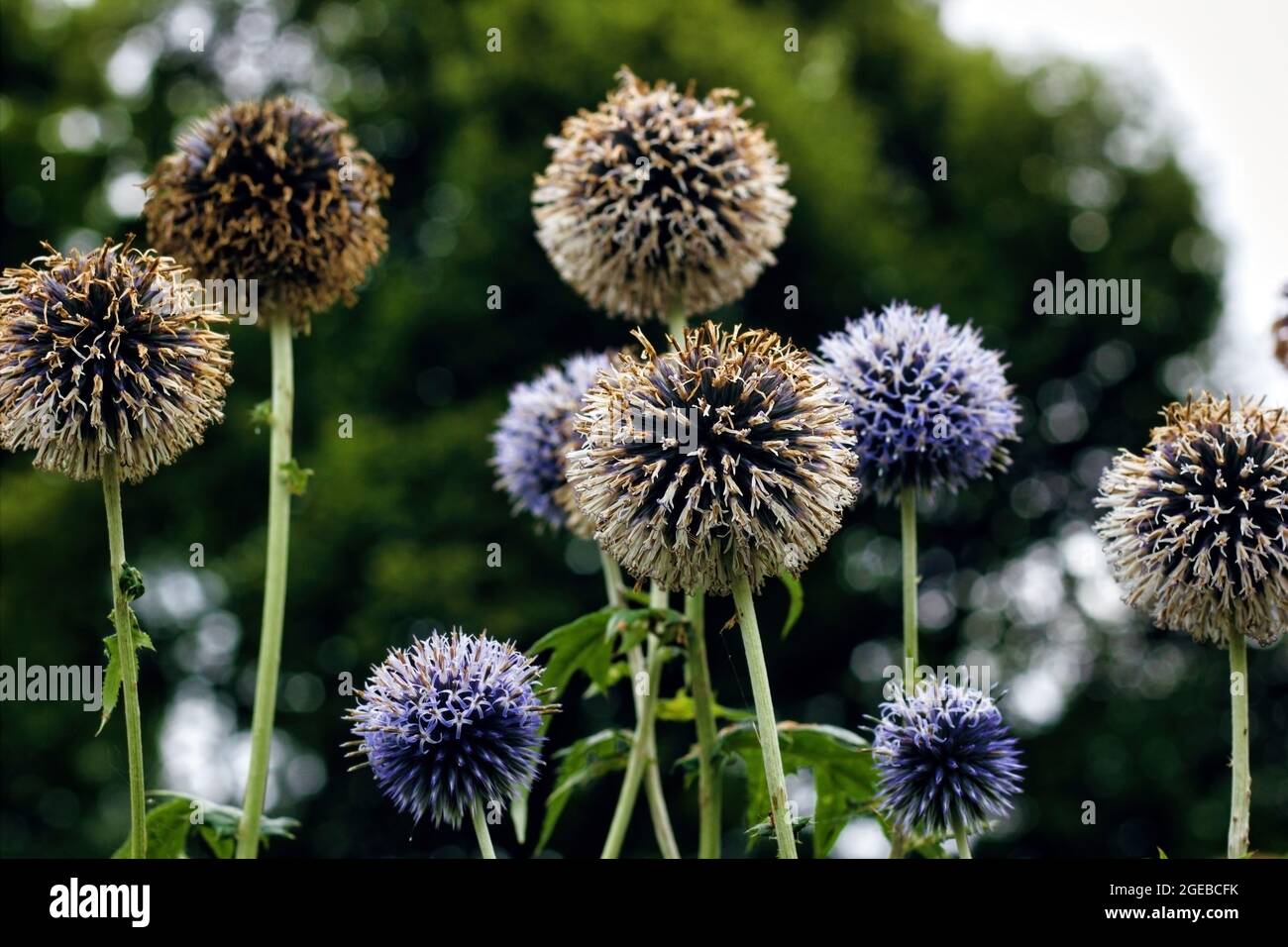 Bunch of round circular shape Echinops spaerocephalus blooming plants ...