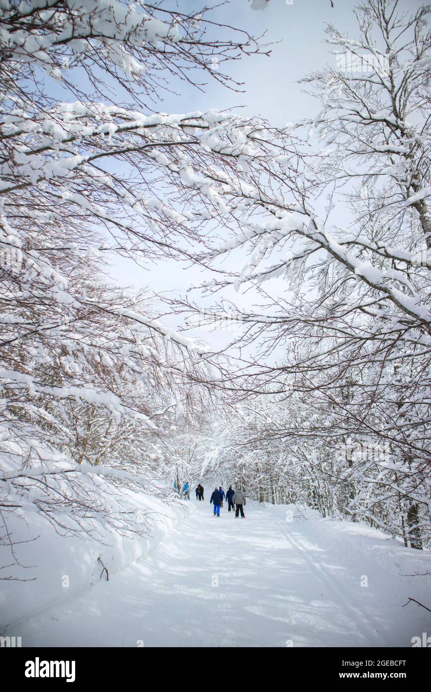 Snowshoe along completely sunken paths in the woods in winter Stock ...