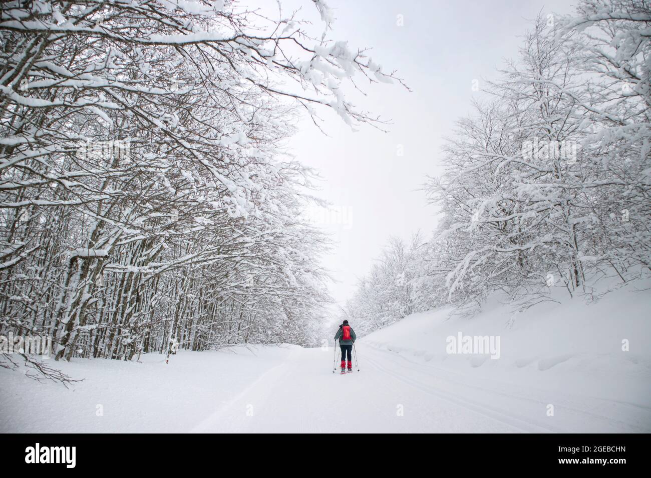 Snowshoe along completely sunken paths in the woods in winter Stock ...