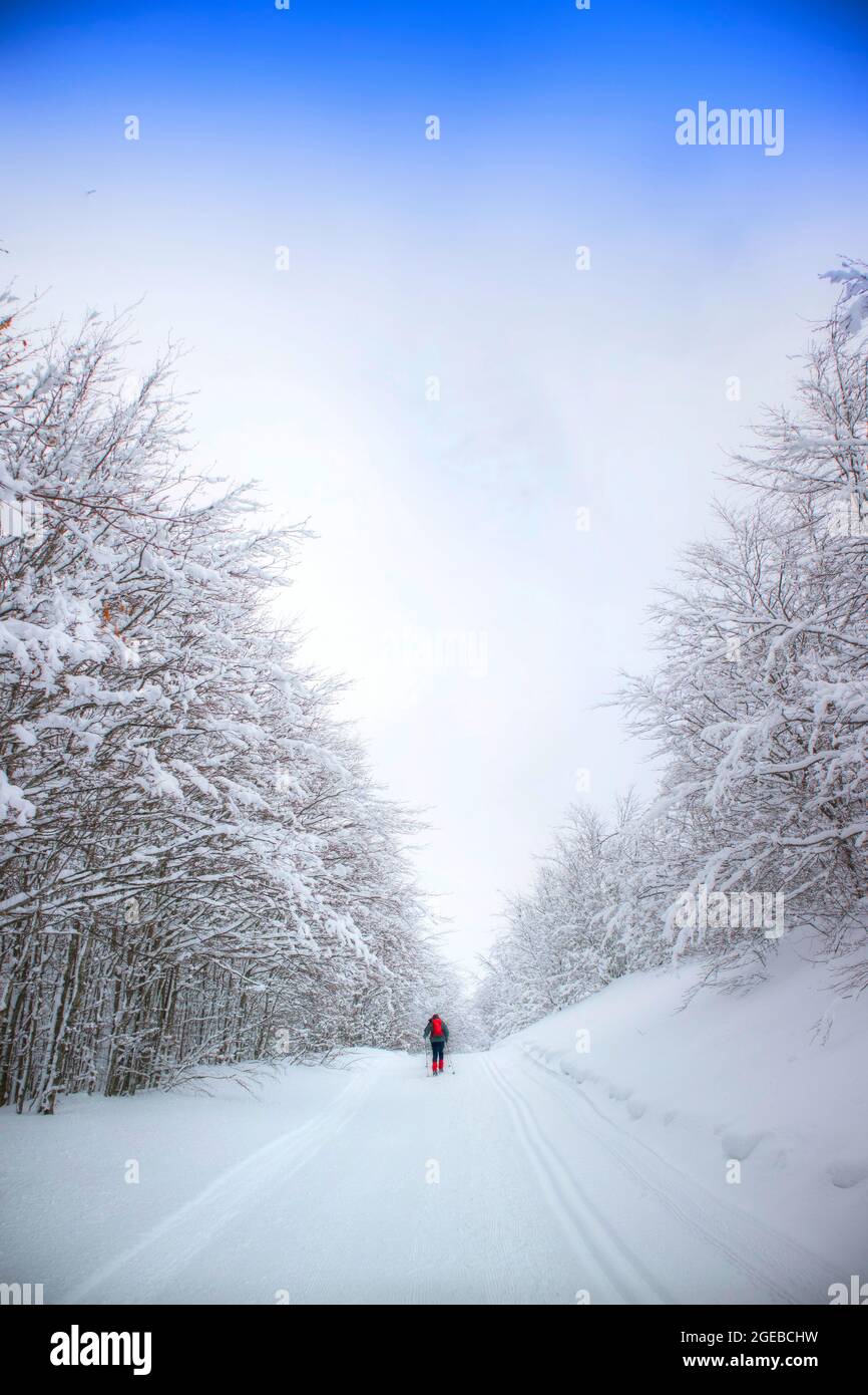 Snowshoe along completely sunken paths in the woods in winter Stock ...