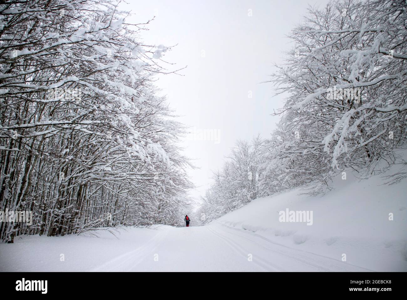 Snowshoe along completely sunken paths in the woods in winter Stock ...