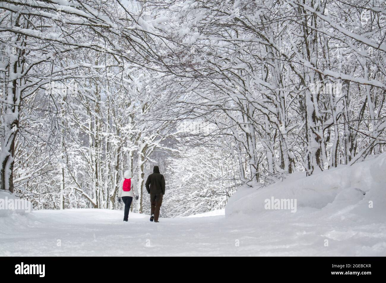 Snowshoe along completely sunken paths in the woods in winter Stock ...