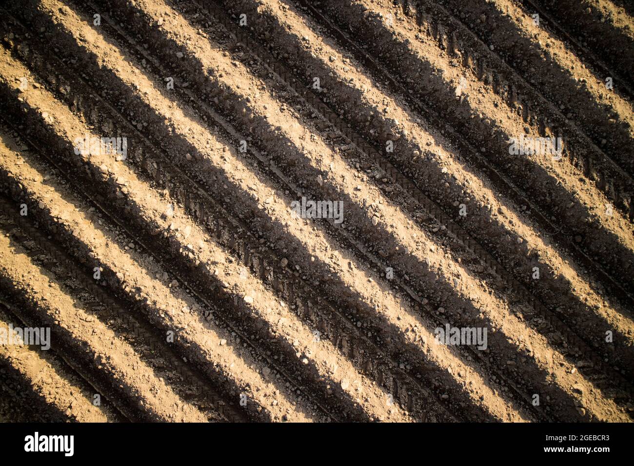 Top view of the drawing on a freshly cultivated reed Stock Photo - Alamy
