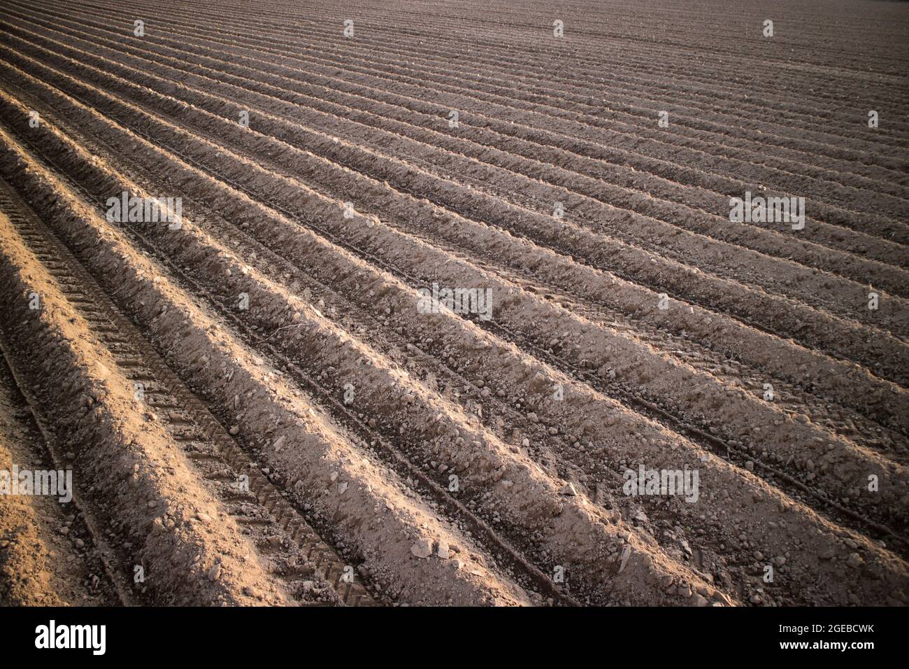 Top view of the drawing on a freshly cultivated reed Stock Photo - Alamy