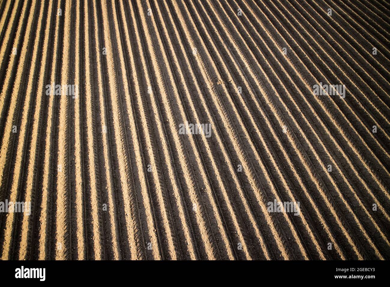 Top view of the drawing on a freshly cultivated reed Stock Photo - Alamy