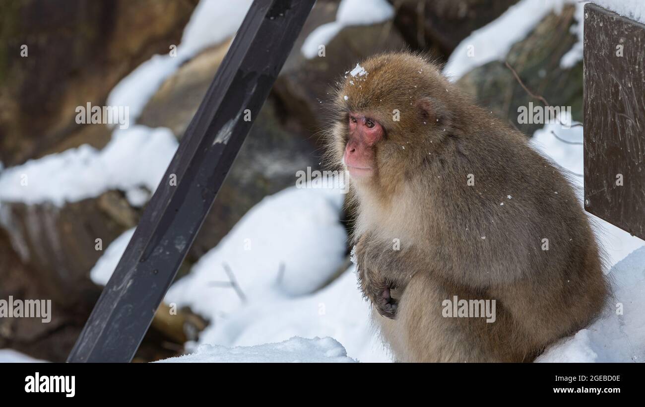 Snow monkey Japanese macaque of red face portrait in cold snow with ice ...