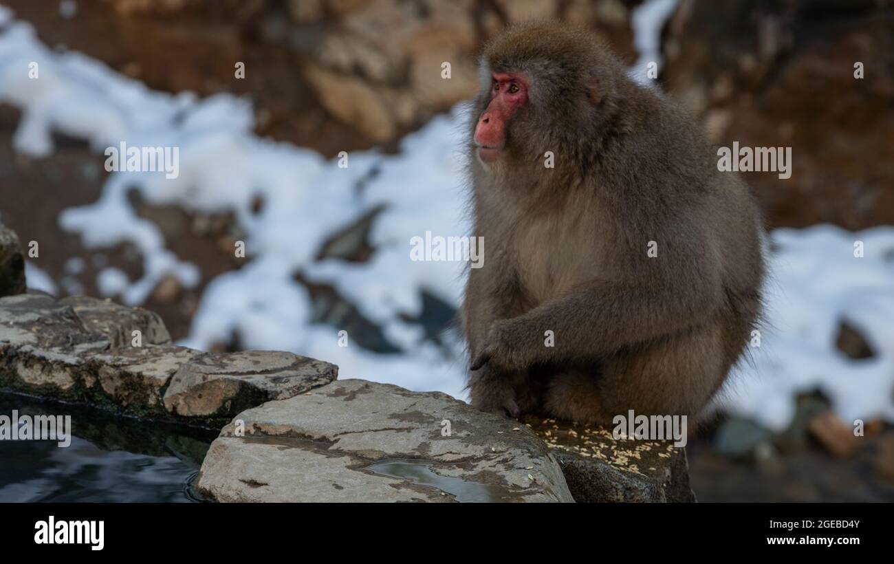 Japanese snow monkey near of onsen hot springs at winter. A wild ...