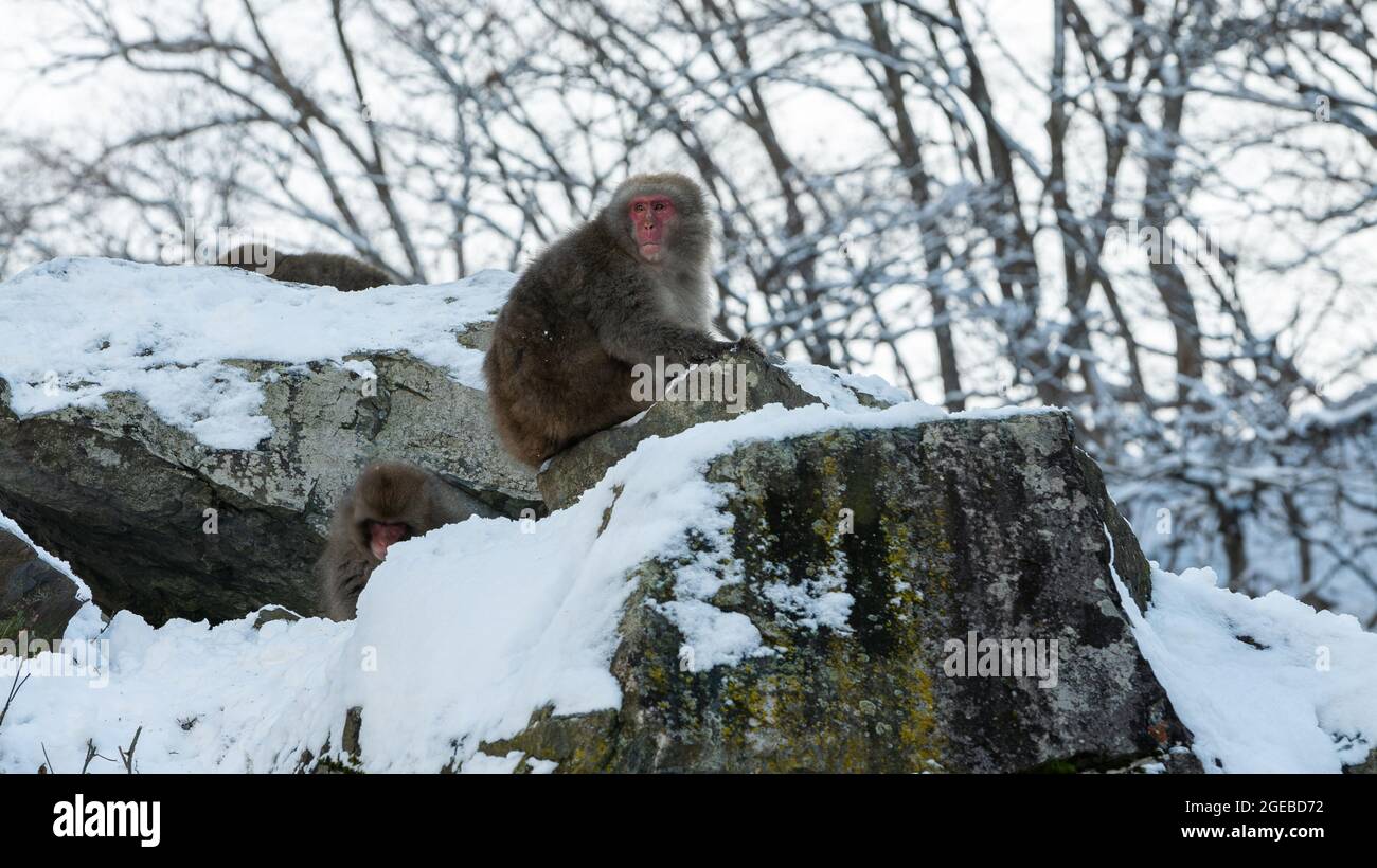 Japanese snow monkey macaque in Jigokudani Park at winter season ...