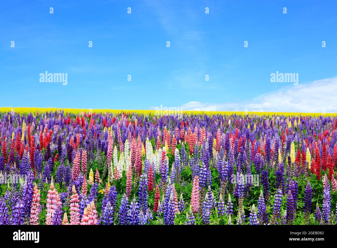 Lupin japan hi-res stock photography and images - Alamy