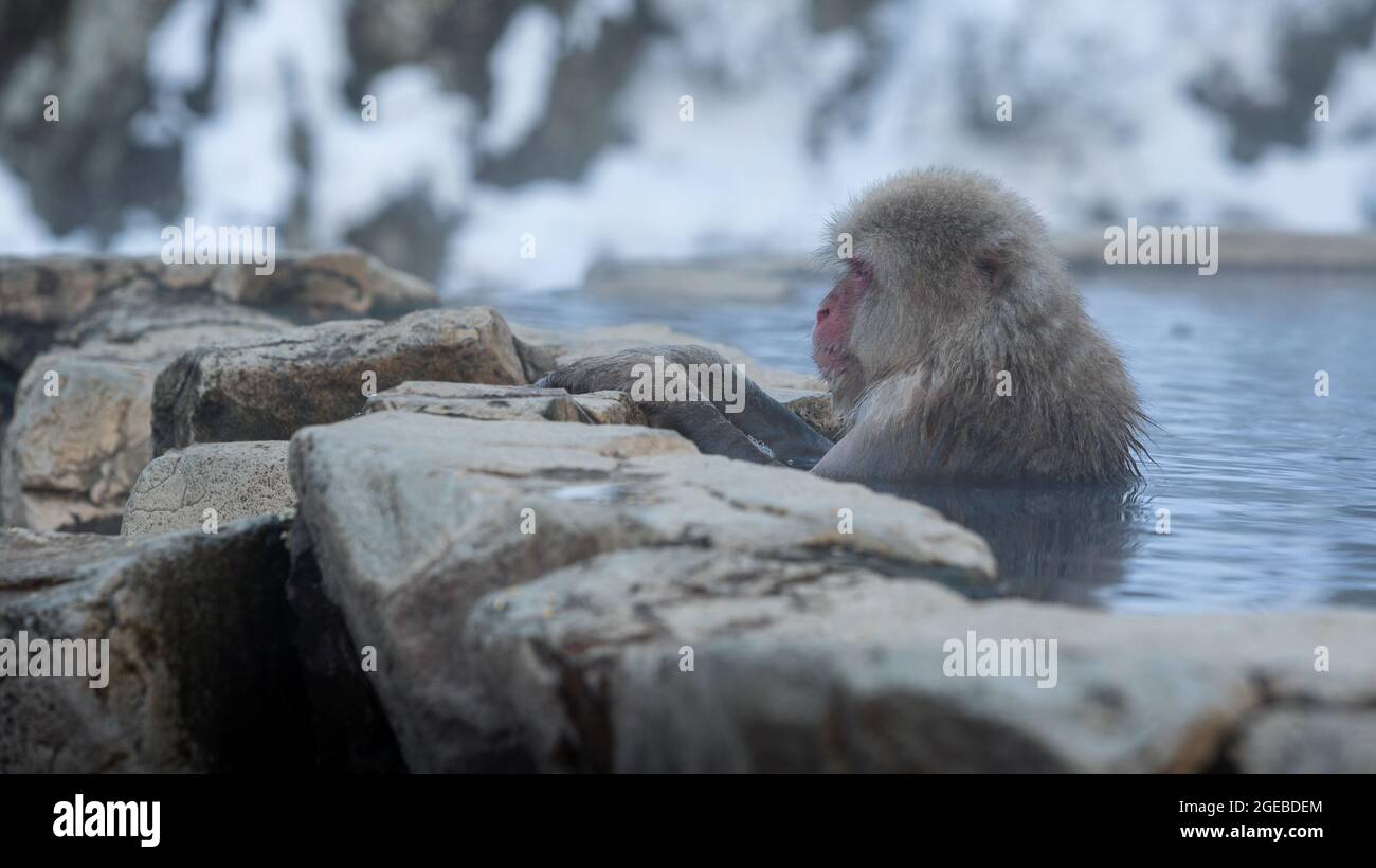 Japanese snow monkey enjoys an outdoor bathe and relaxing in onsen hot ...
