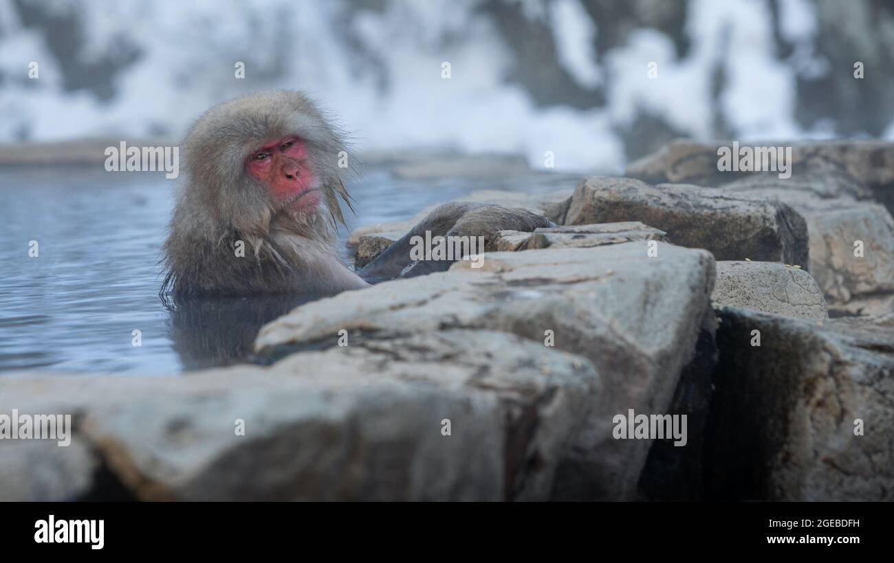The famous snow monkeys bath in a natural onsen hot springs of Nagano ...