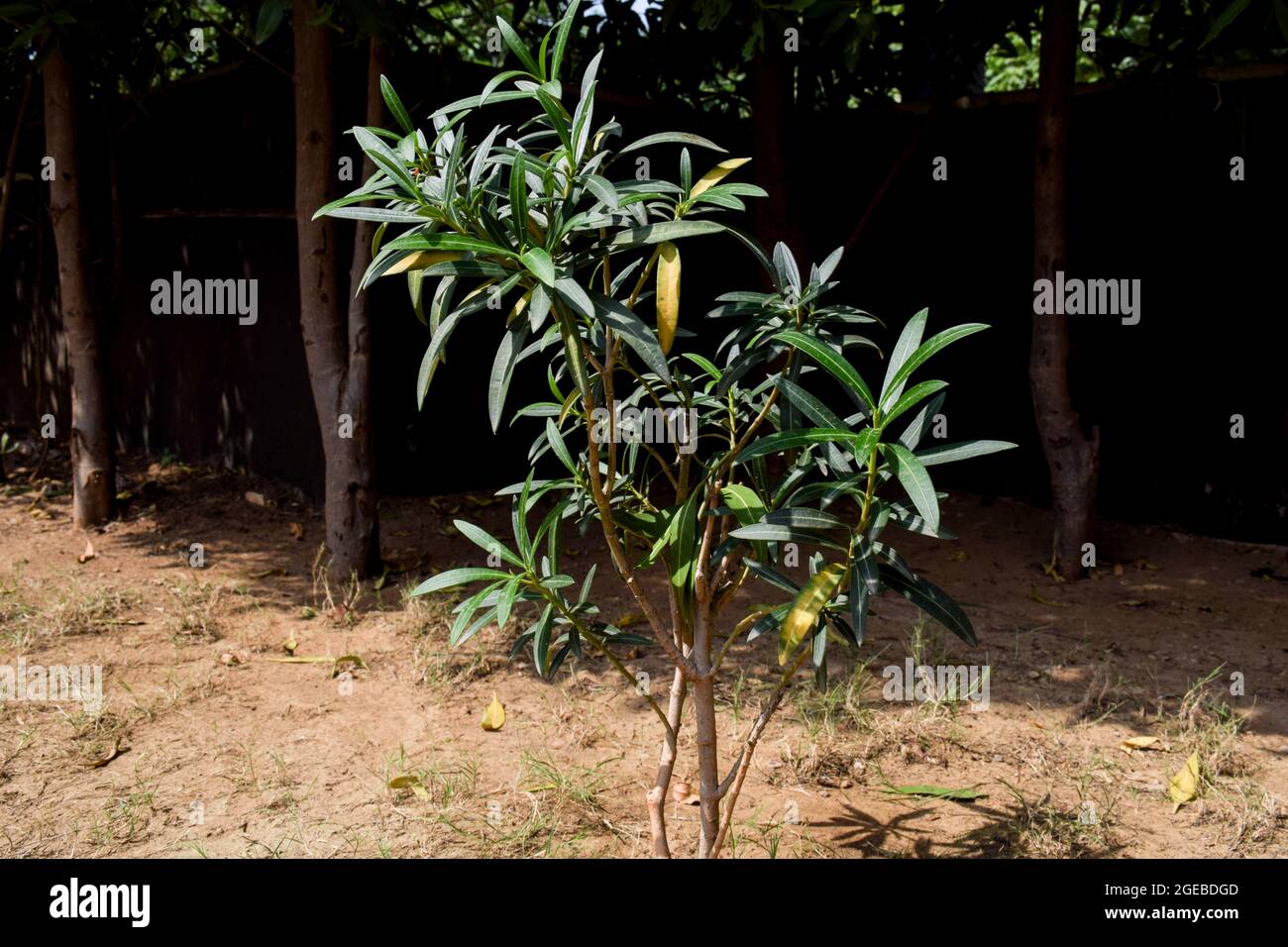 Oleander flower plant foliage also known as kanner flowering plant in ...