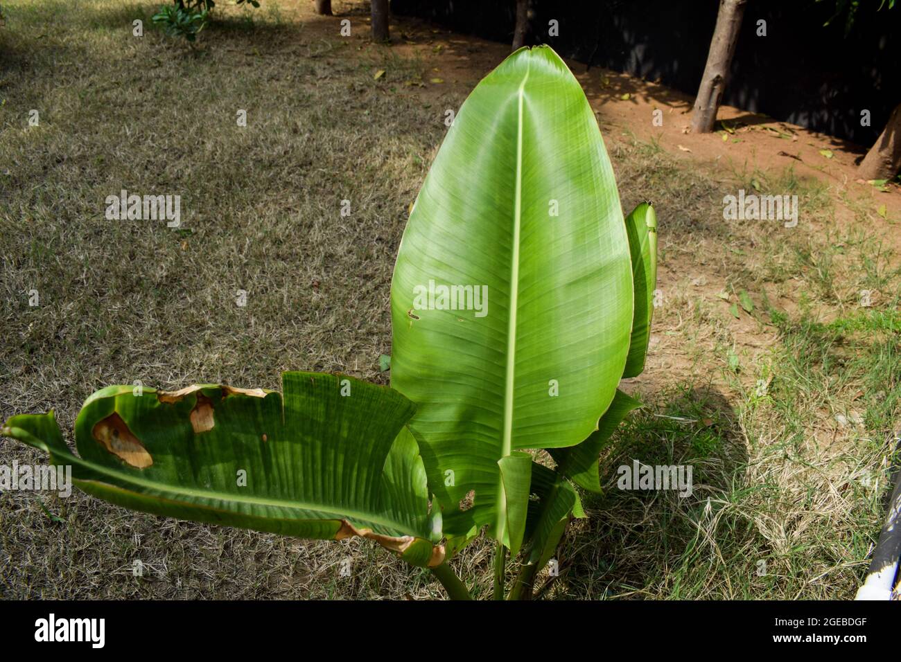 Small size young Traveller's palm tree plant lookes like Banana palm ...