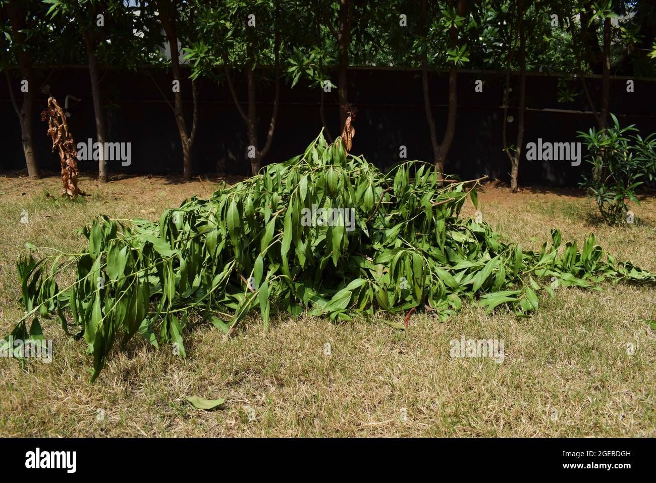 Axed tree hi-res stock photography and images - Alamy