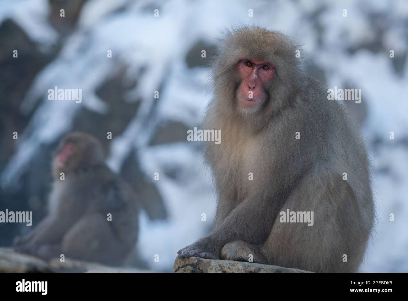 Japanese snow monkey near of onsen hot springs at winter. A wild ...