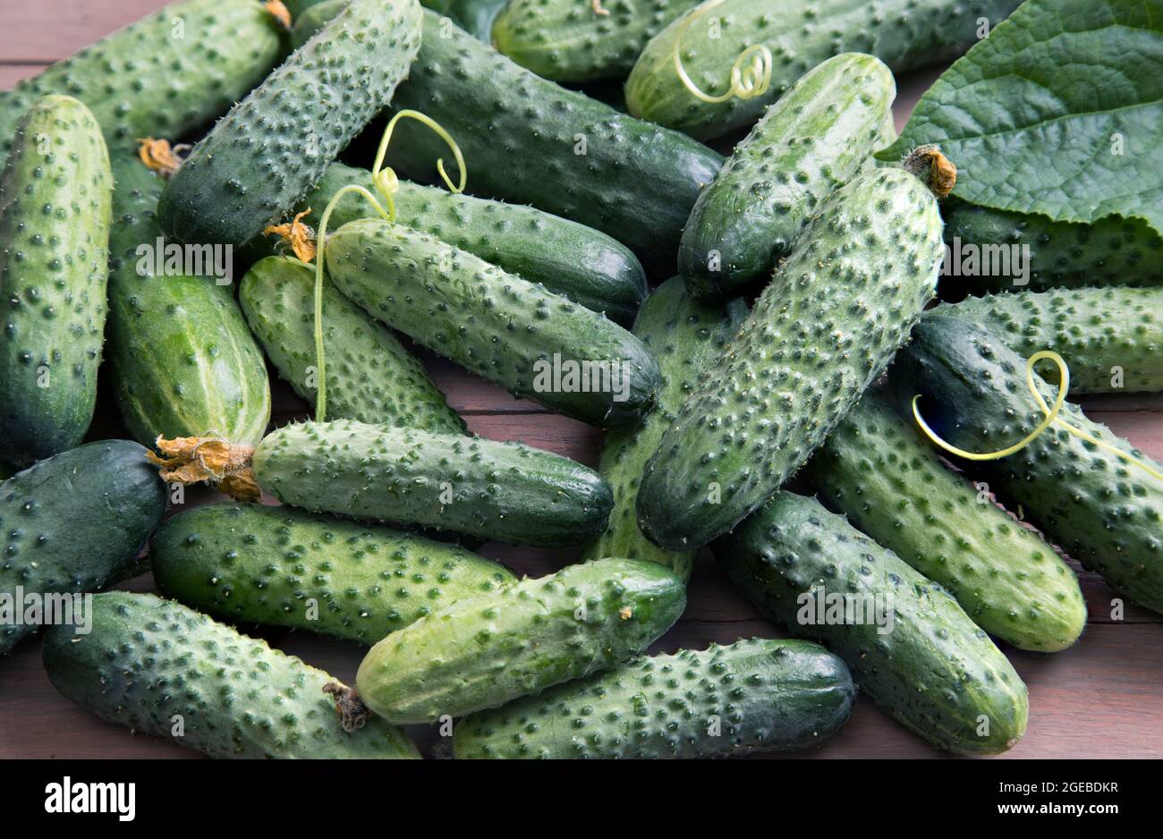 Cucumber pruning hi-res stock photography and images - Alamy