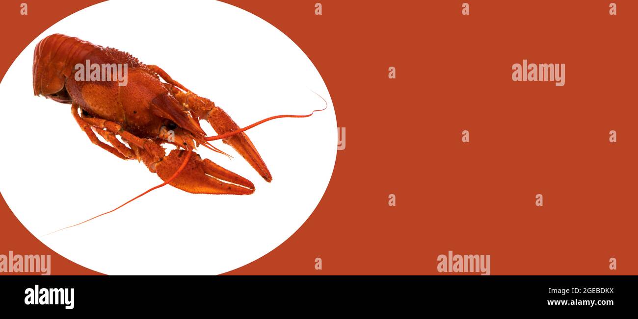 Cancer, seafood, on a white background in isolation, place under the ...