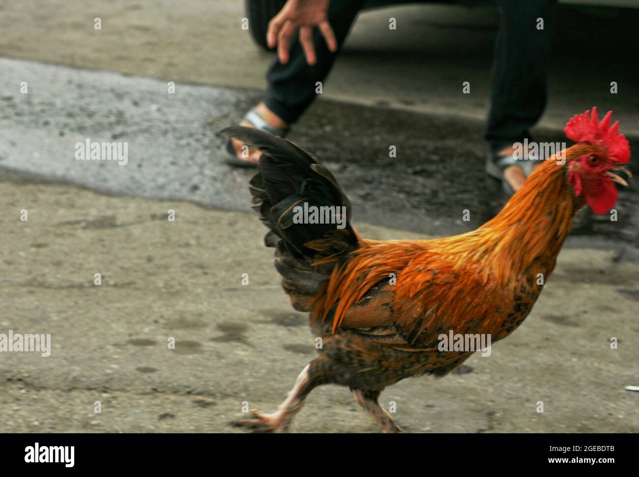A rooster running away from a meat market in Iran and being chased ...