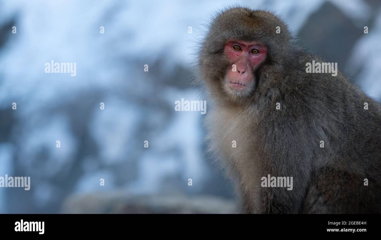 Cold Monkey Face