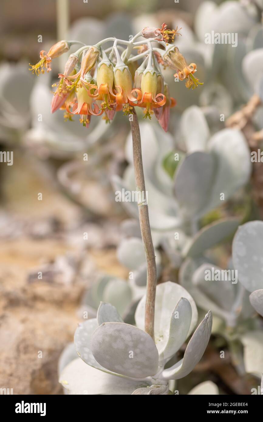 Close up of pigs ear (cotyledon orbiculata) flowers in bloom Stock ...