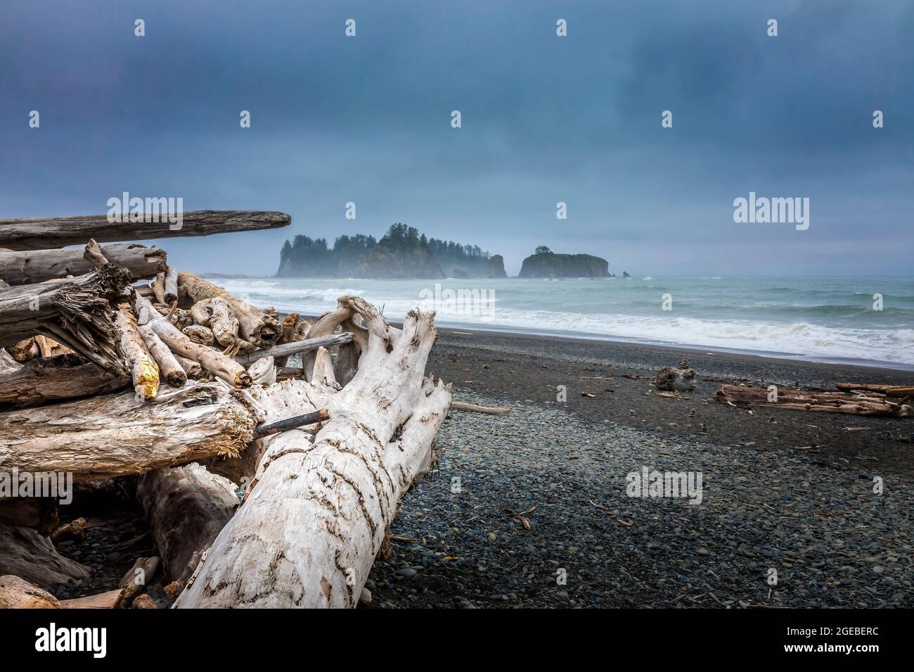 Drift wood, tree trunk on Ruby Beach in the Olympic National Park ...