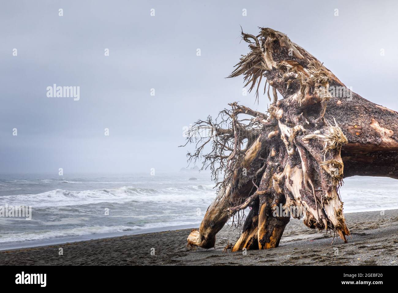 Drift wood, tree trunk on Ruby Beach in the Olympic National Park ...